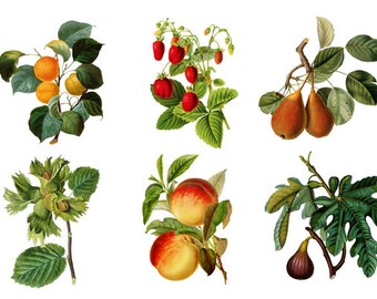 Printable fruit | Etsy