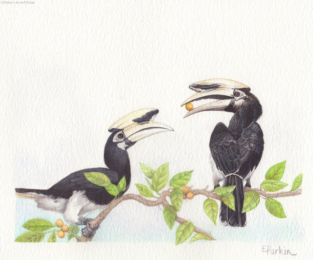 Hornbills Drawing Mounted print of original coloured pencil