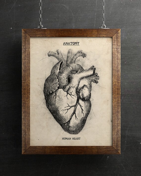 Anatomical Heart Print Anatomical Heart Heart Anatomy Print
