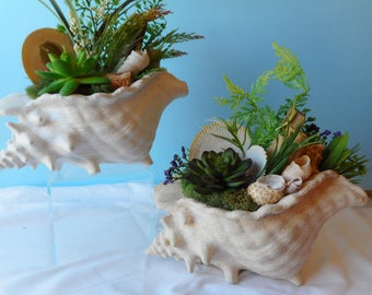 Seashell arrangement | Etsy