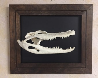 Alligator skull | Etsy