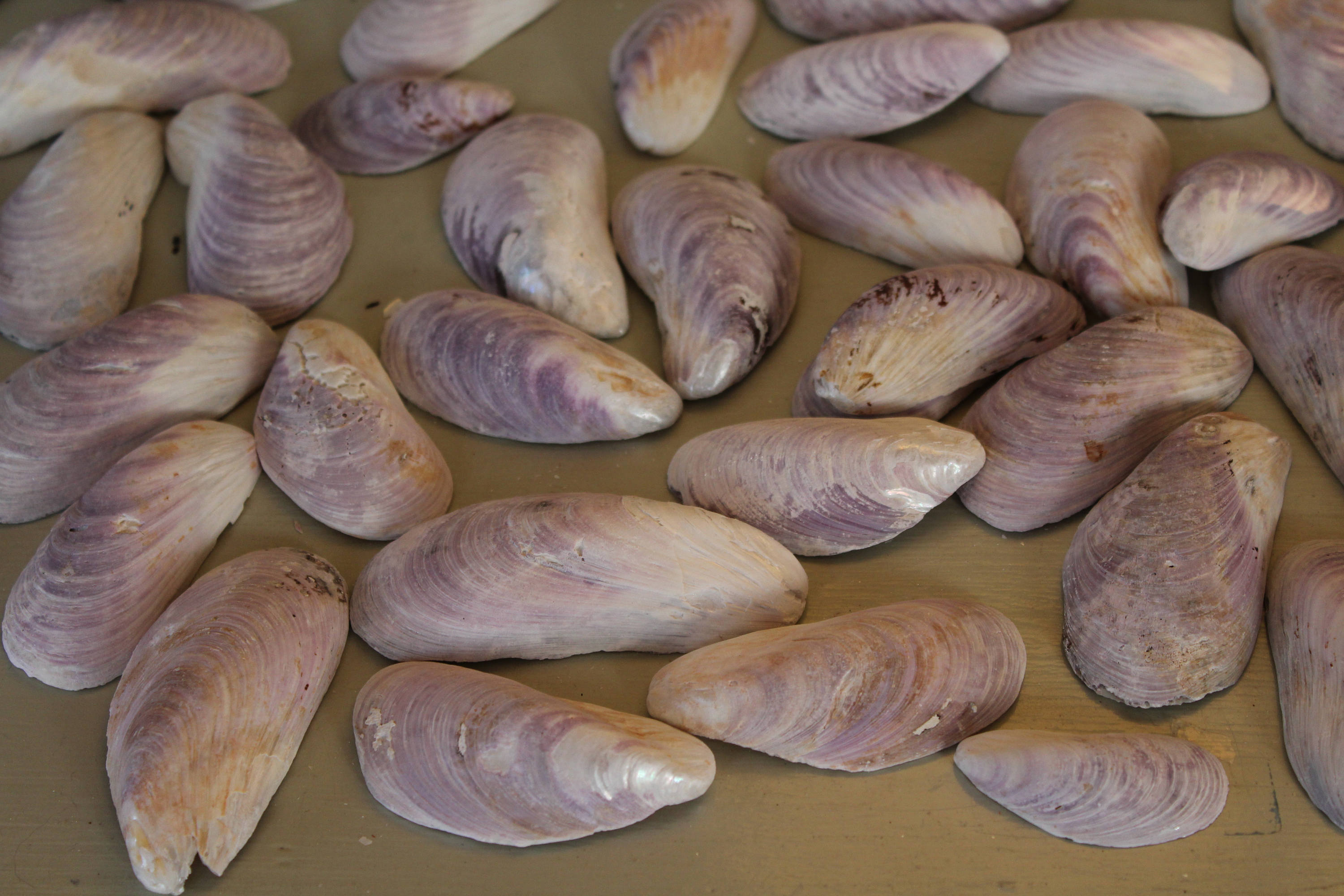 Purple Mussel Shells 25 each from NortheastGleaners on Etsy Studio