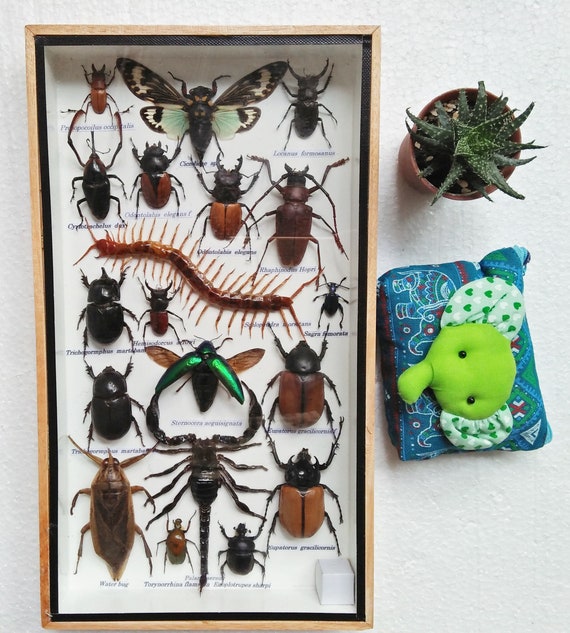 Rare Taxidermy Real Insect Display Insects Box Bug Wood Gift