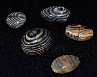 Snake skin jewelry | Etsy