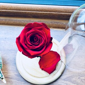 Enchanted rose | Etsy