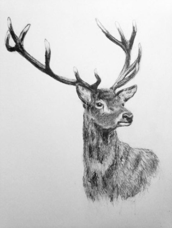 Stag Art Pencil Drawing