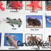 Montessori Ocean Animal Match Miniature Animals with
