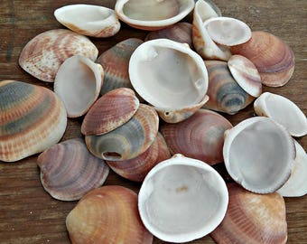 Sea shell art | Etsy