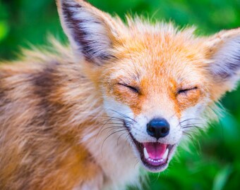 Smiling Red Fox in Blue Socks Art Print of original