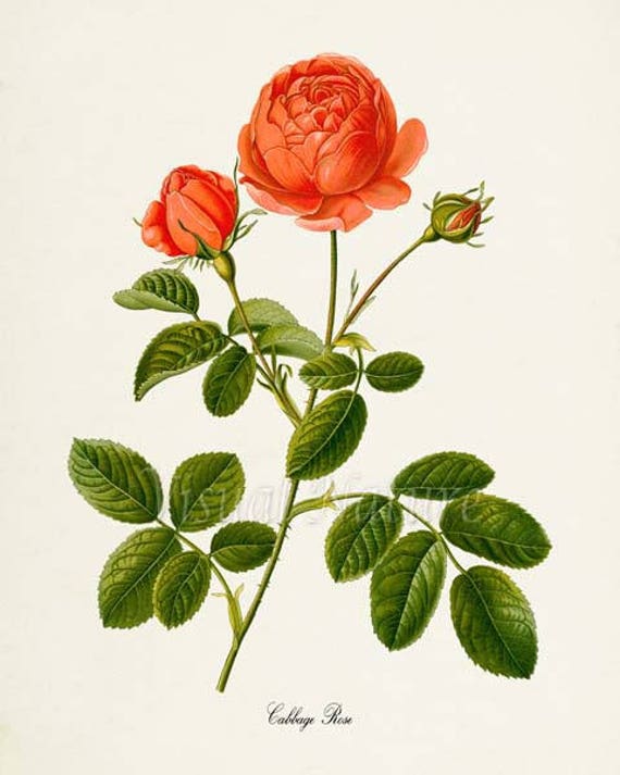 Cabbage Rose Flower Art Print Rose Botanical Art Print