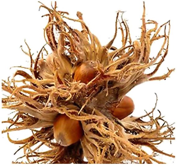 5 x Turkish Filbert Turkish Hazelnut Corylus colurna TREE