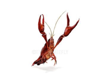 Crawfish art | Etsy