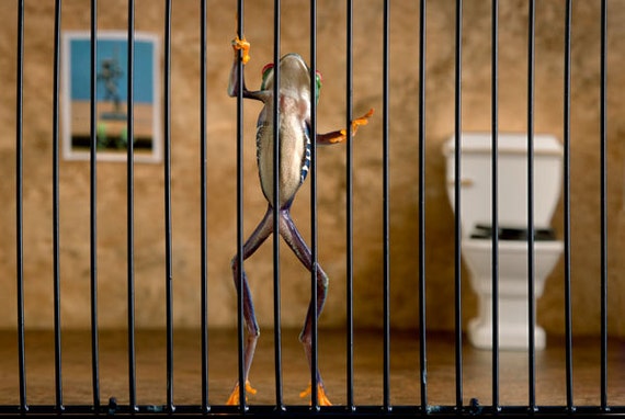 Jail Art Frog in Prison Prison Art Jail Cell with a Tree