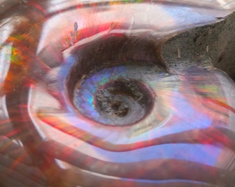 Opalized ammonite | Etsy