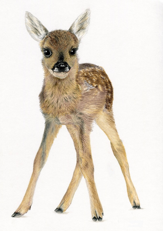 FAON bébé chevreuil britannique WIldlife art couleur dessin au