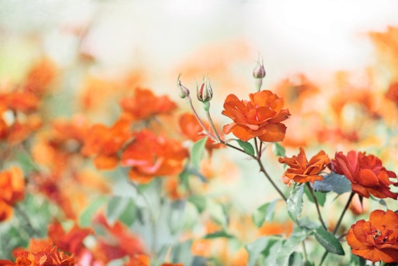 Orange Flower Photography rose burnt orange wall art green