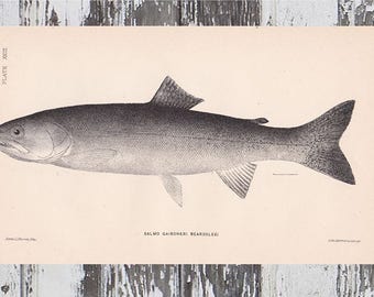 Vintage fish print | Etsy