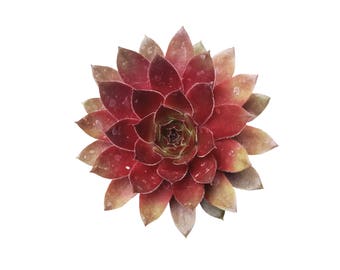 Royal ruby red | Etsy