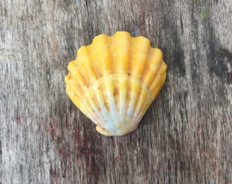 Large sunrise shell | Etsy