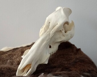 Wild boar skull | Etsy