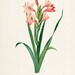 Gladiola Flower Art Print Botanical Art Print Flower Wall