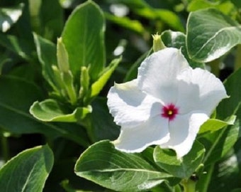 30 Raspberry Ripple Carnation / Perennial Flower Seeds