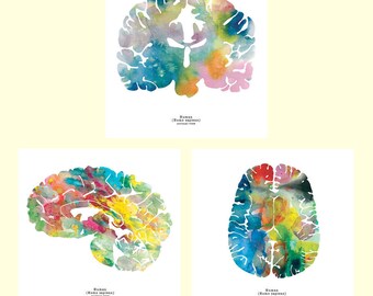 Human Brain Art Print 12 x 12 Watercolor Brain