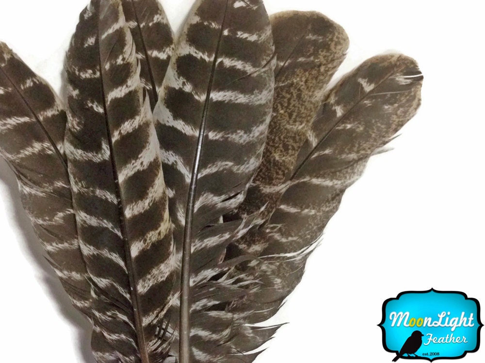 Wild Turkey Feathers 6 Pieces NATURAL BARRED Wild Turkey