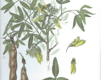 Tree botanical poster 1936 Vintage Botanical art Tree print