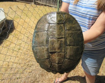 Snapping turtle shell | Etsy