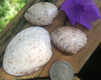 Bulk seashells | Etsy