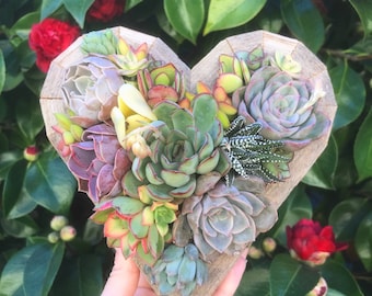 Succulent heart | Etsy