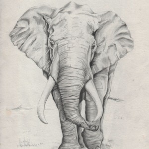 Elephant drawing | Etsy