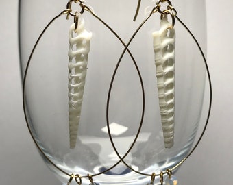 Turret & Auger Shells South Pacific Caribbean Seba Conchology