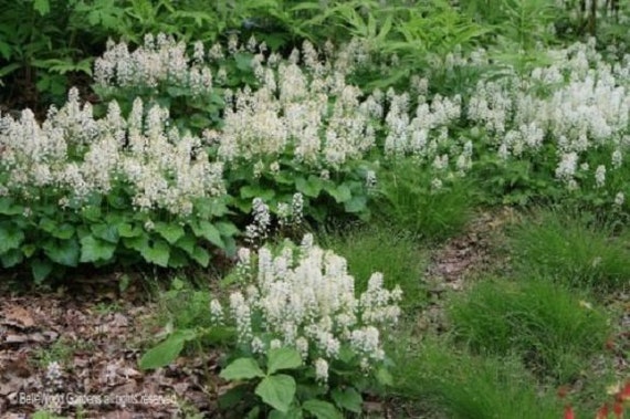 20 White Tiarella FoamFlower / Perennial Flower