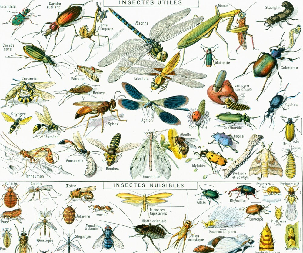 1930 Insectes planche illustrée couleur ancienne originale