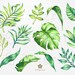 Tropical Leaves WATERCOLOR Clip Art. Fresh foliage jungle