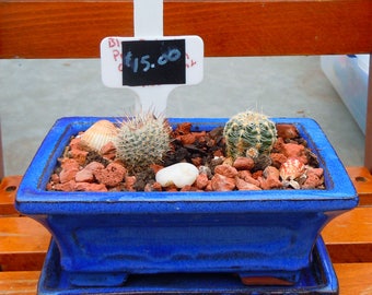 Cactus arrangement | Etsy