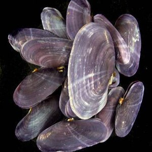 Purple clam shells | Etsy