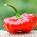 Gator Jigsaw Ultra Hot Pepper Premium Seed Packet