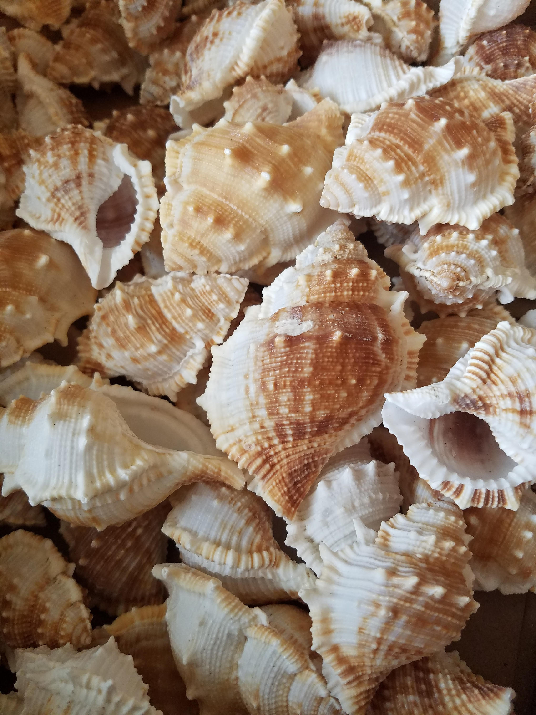 Maple Leaf Shells/ Seashells Beach Wedding Bulk Supply