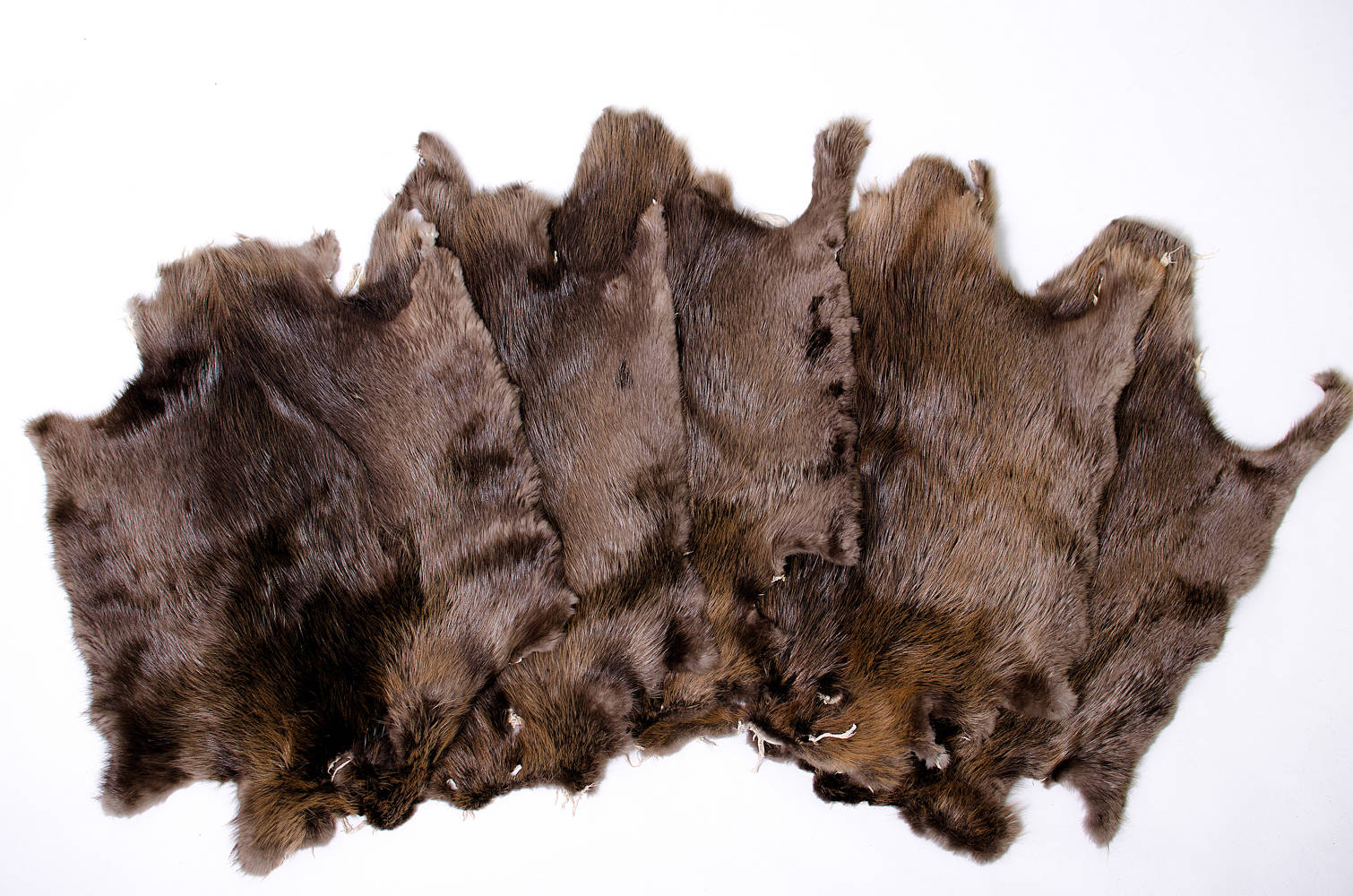 Beaver pelt/ Natural Beaver Pelt/ Genuine Beaver Skin/ Natural