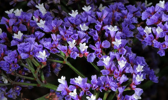 50 Purple STATICE / SEA LAVENDER Limonium Sinuatum Flower