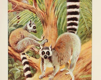 Lemur print | Etsy