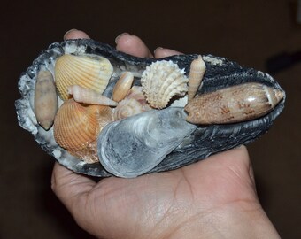 Seashell gifts | Etsy