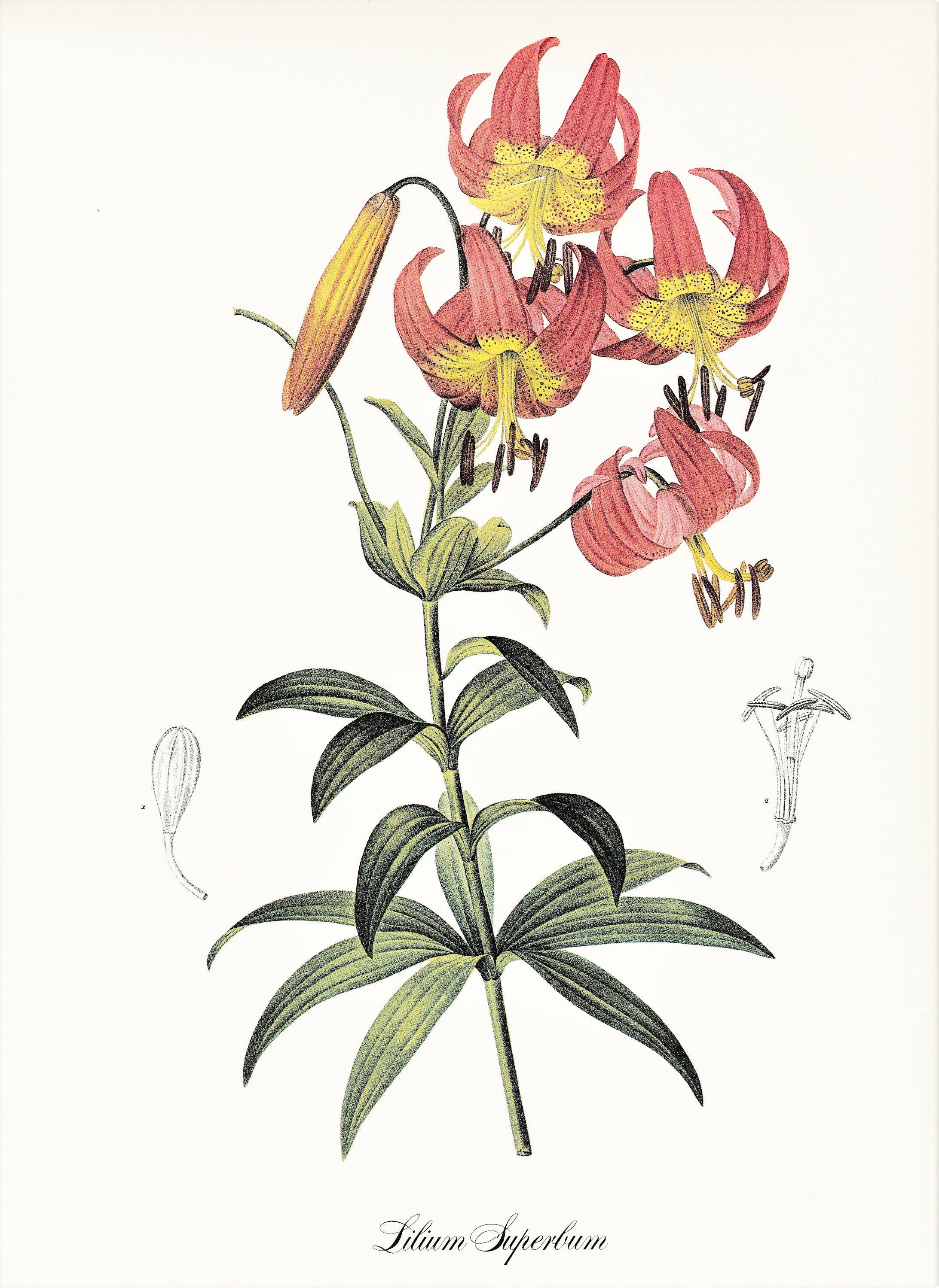 Red lily print vintage botanical print gardening gift Lilium