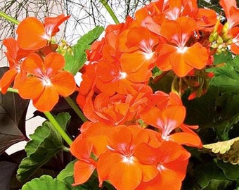 Orange geranium | Etsy