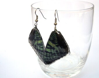 real elytra jewel beetle wing cases