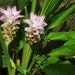 Curcuma Petiolata Pink Flowering Hidden Ginger 3 Live Plant