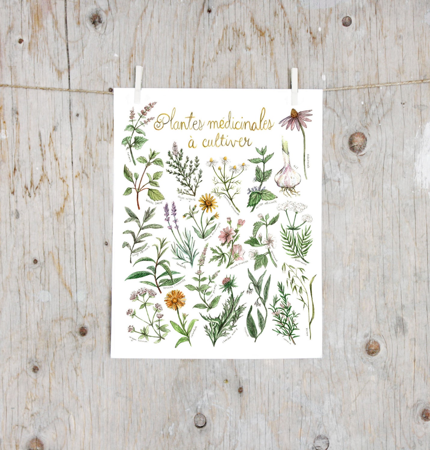 Imprimé Plantes médicinales à cultiver Poster planche